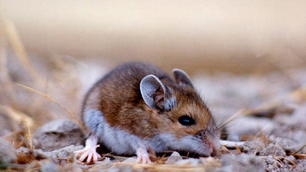 Hantavirus: dónde vive el colilargo, el roedor que transmite las ...